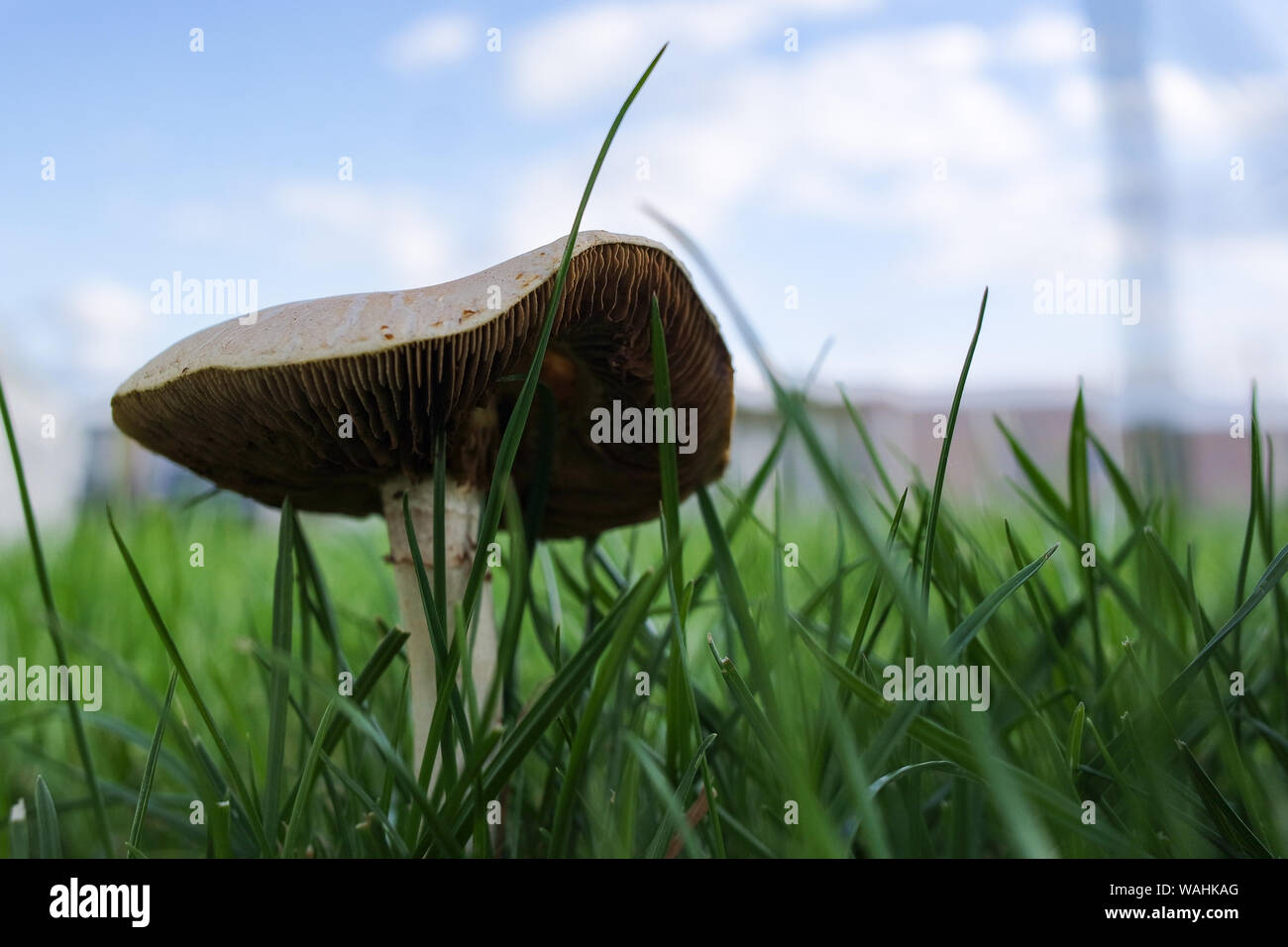 Fungo blu verde immagini e fotografie stock ad alta risoluzione - Alamy