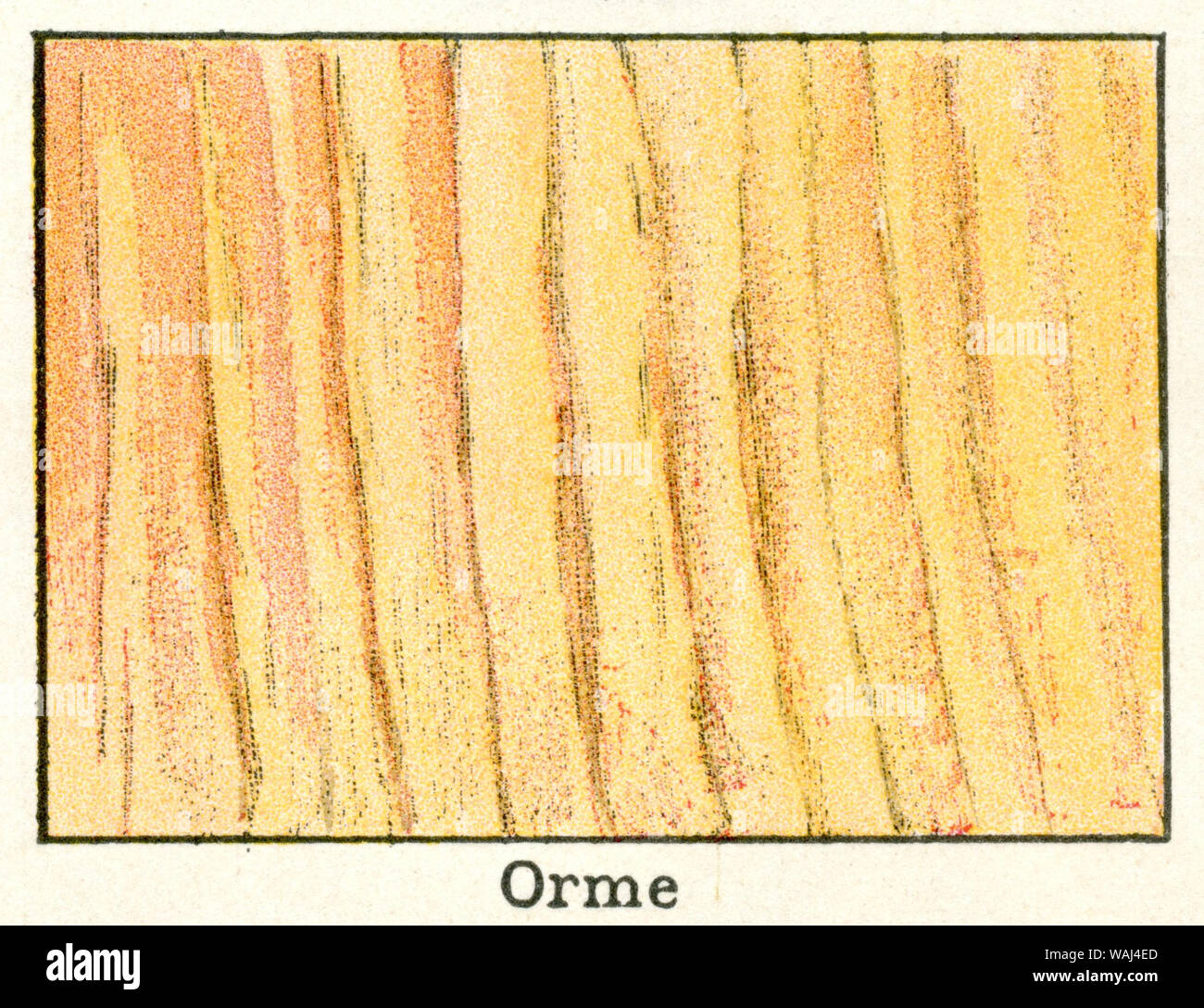 Legno di olmo immagini e fotografie stock ad alta risoluzione - Alamy