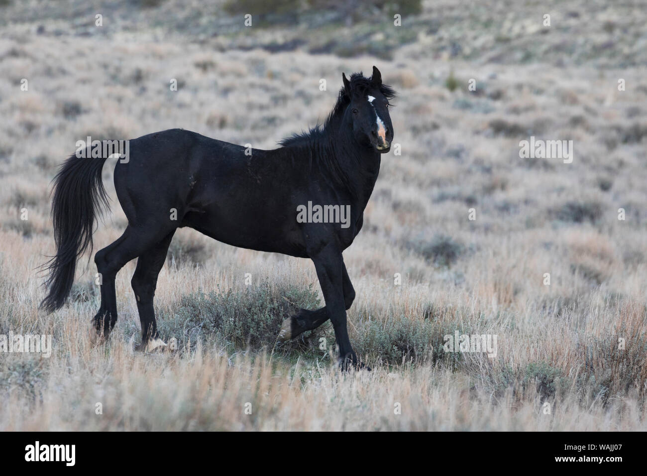 Cavallo rampante nero immagini e fotografie stock ad alta risoluzione ...