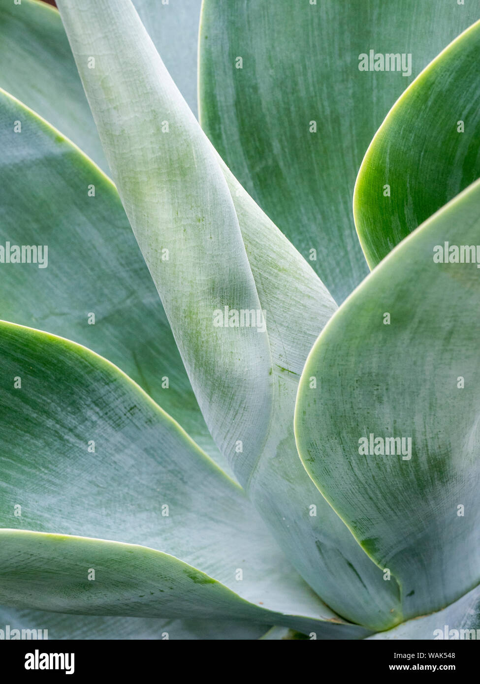 Pianta di agave tropicale immagini e fotografie stock ad alta ...