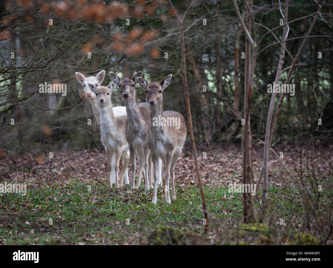 Quattro cervi immagini e fotografie stock ad alta risoluzione - Alamy