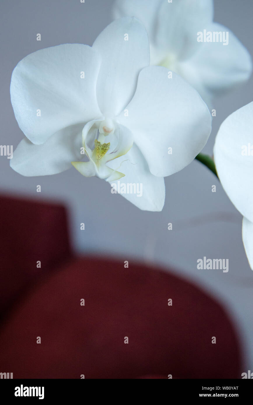 Orchidee colorate immagini e fotografie stock ad alta risoluzione - Alamy