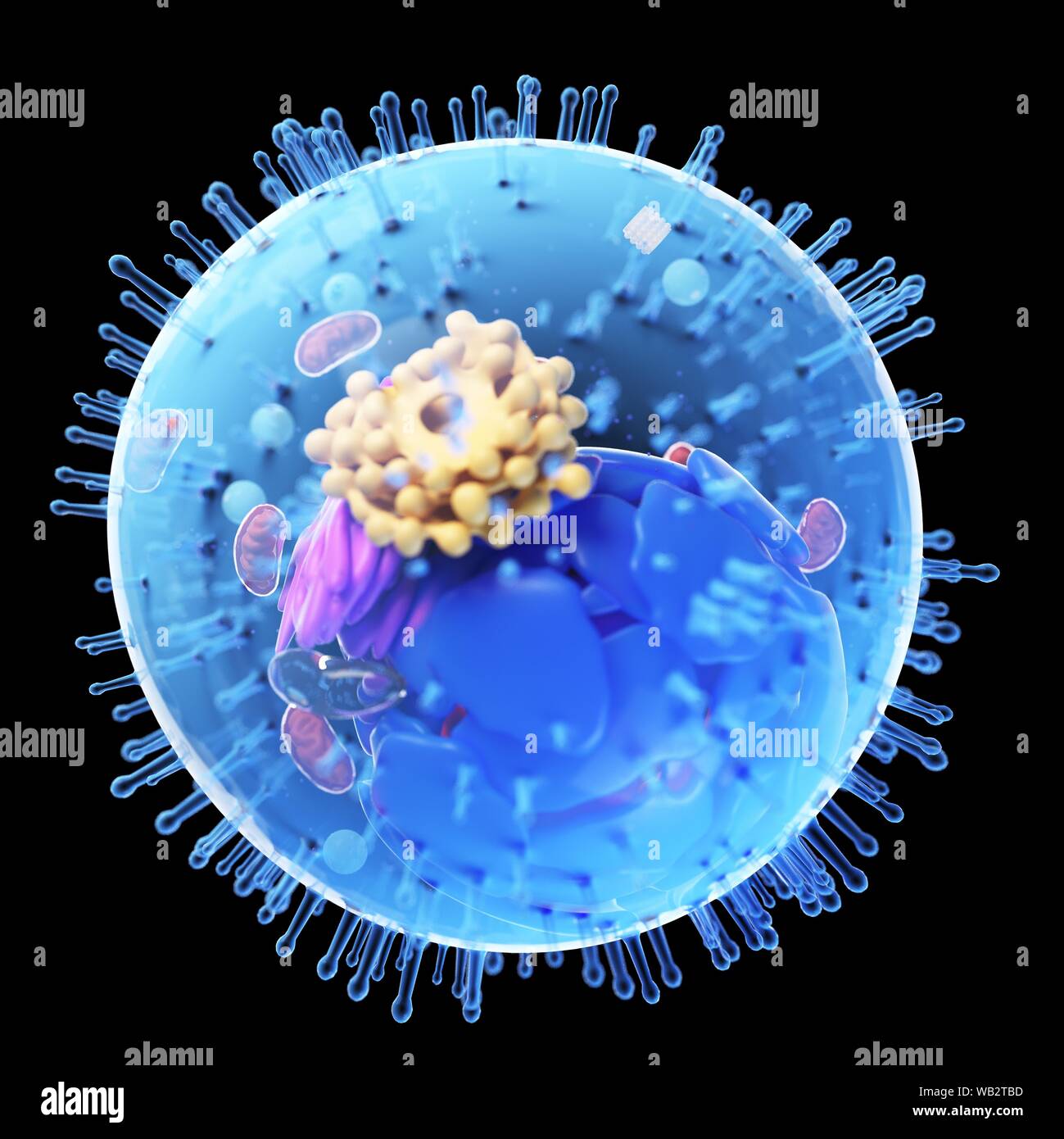 Citoplasma cellula animale immagini e fotografie stock ad alta ...