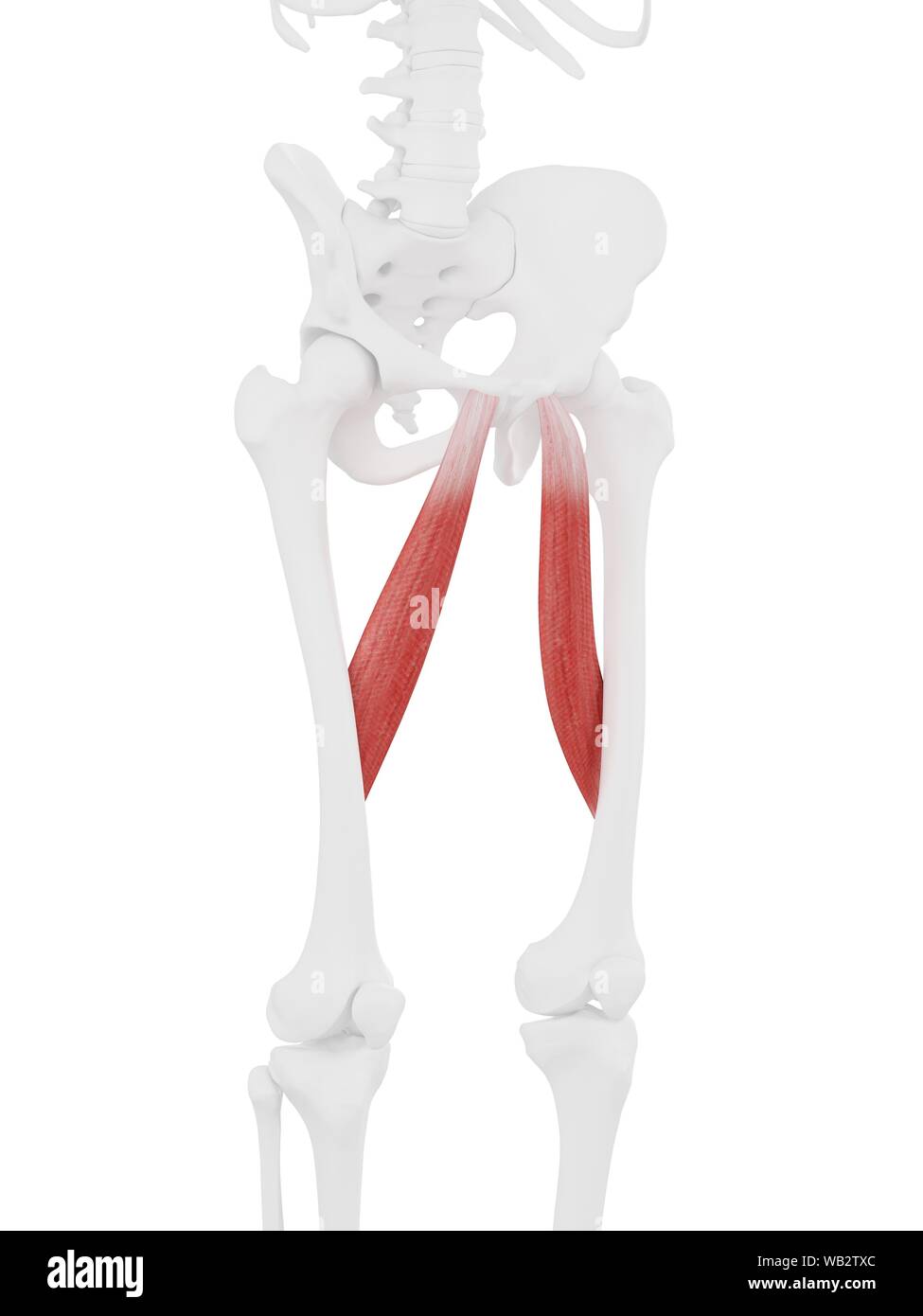 Ossa arto superiore anatomia immagini e fotografie stock ad alta ...