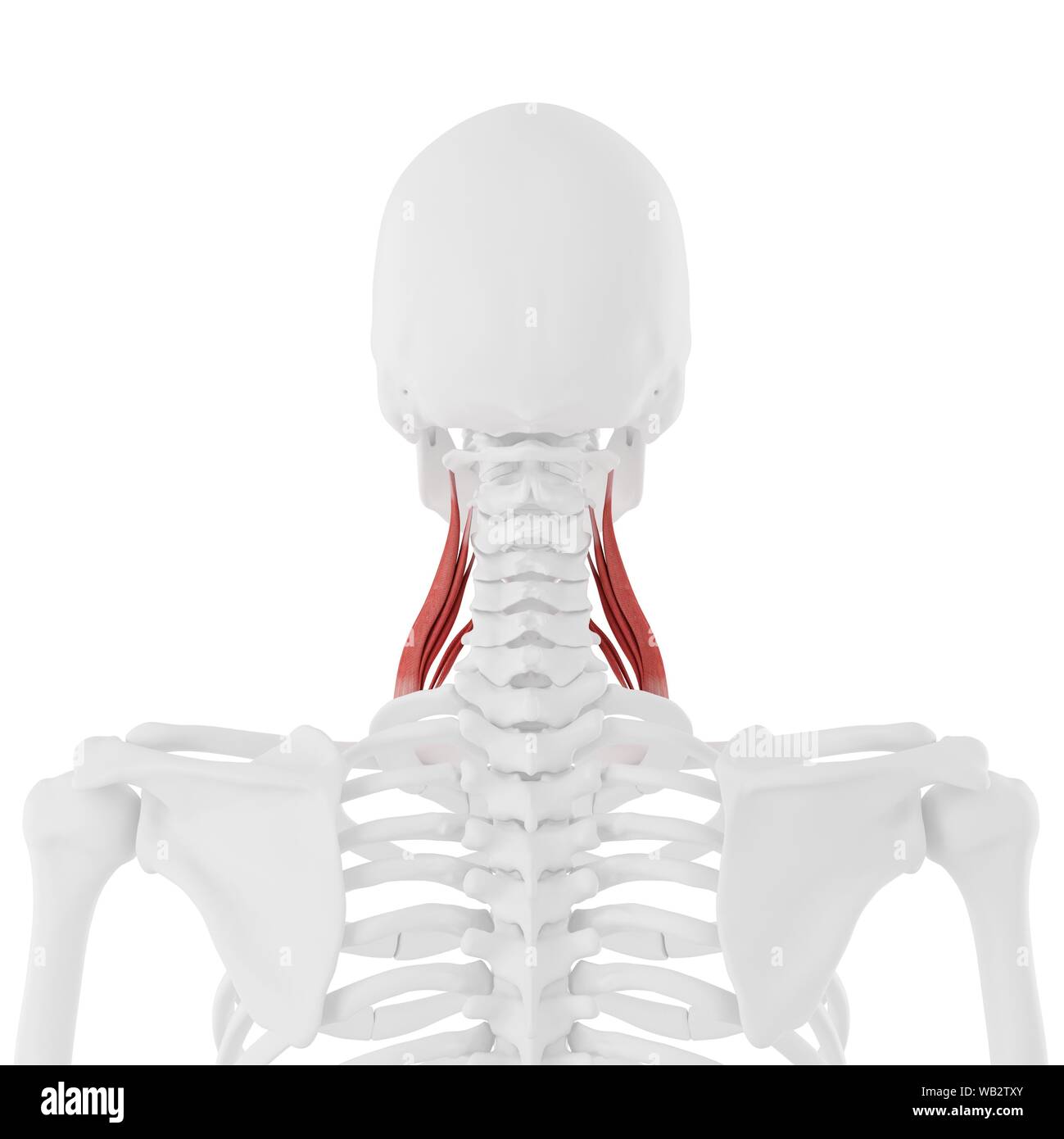 Muscolo scaleno posteriore immagini e fotografie stock ad alta ...