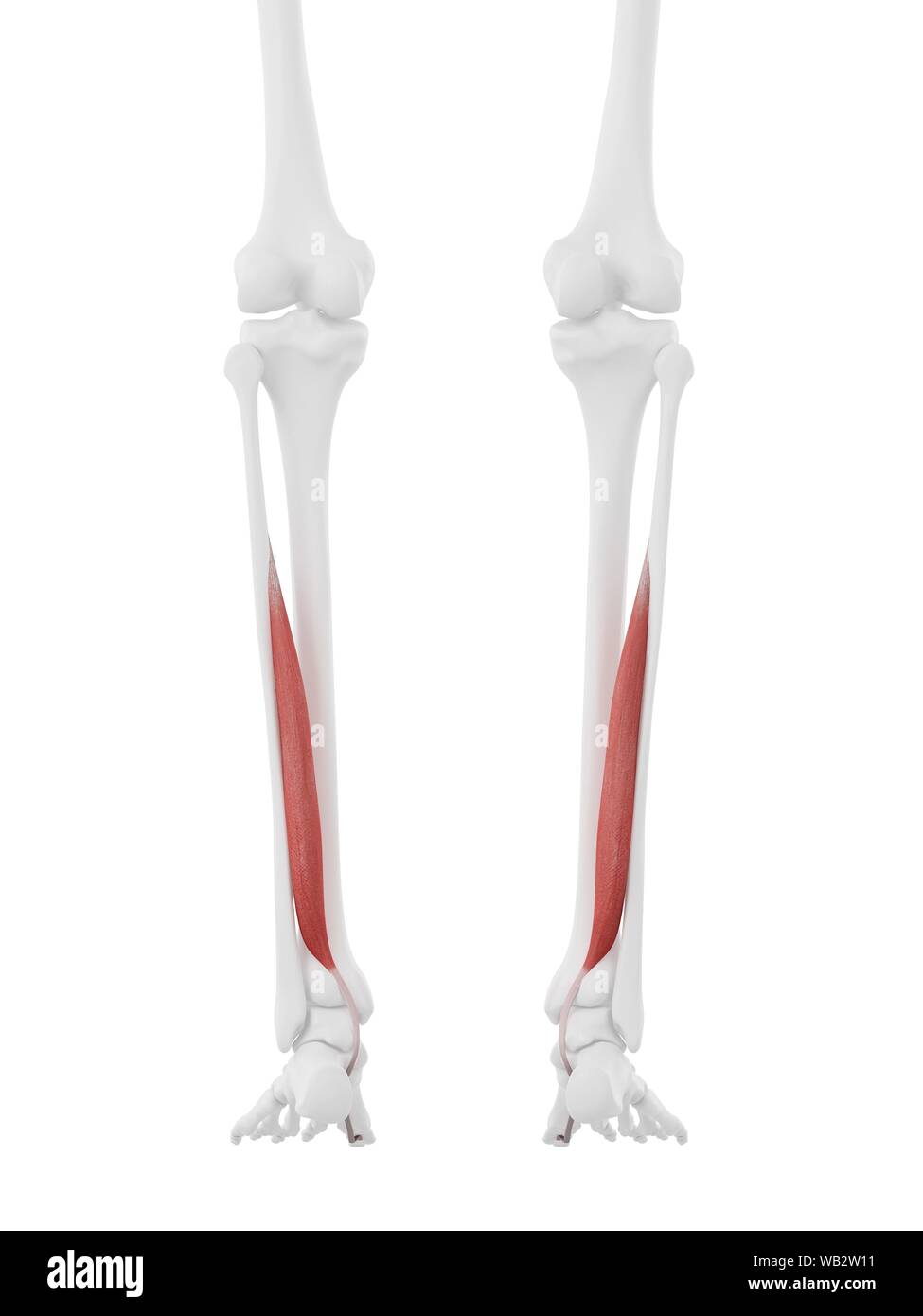 Tendini flessori immagini e fotografie stock ad alta risoluzione - Alamy