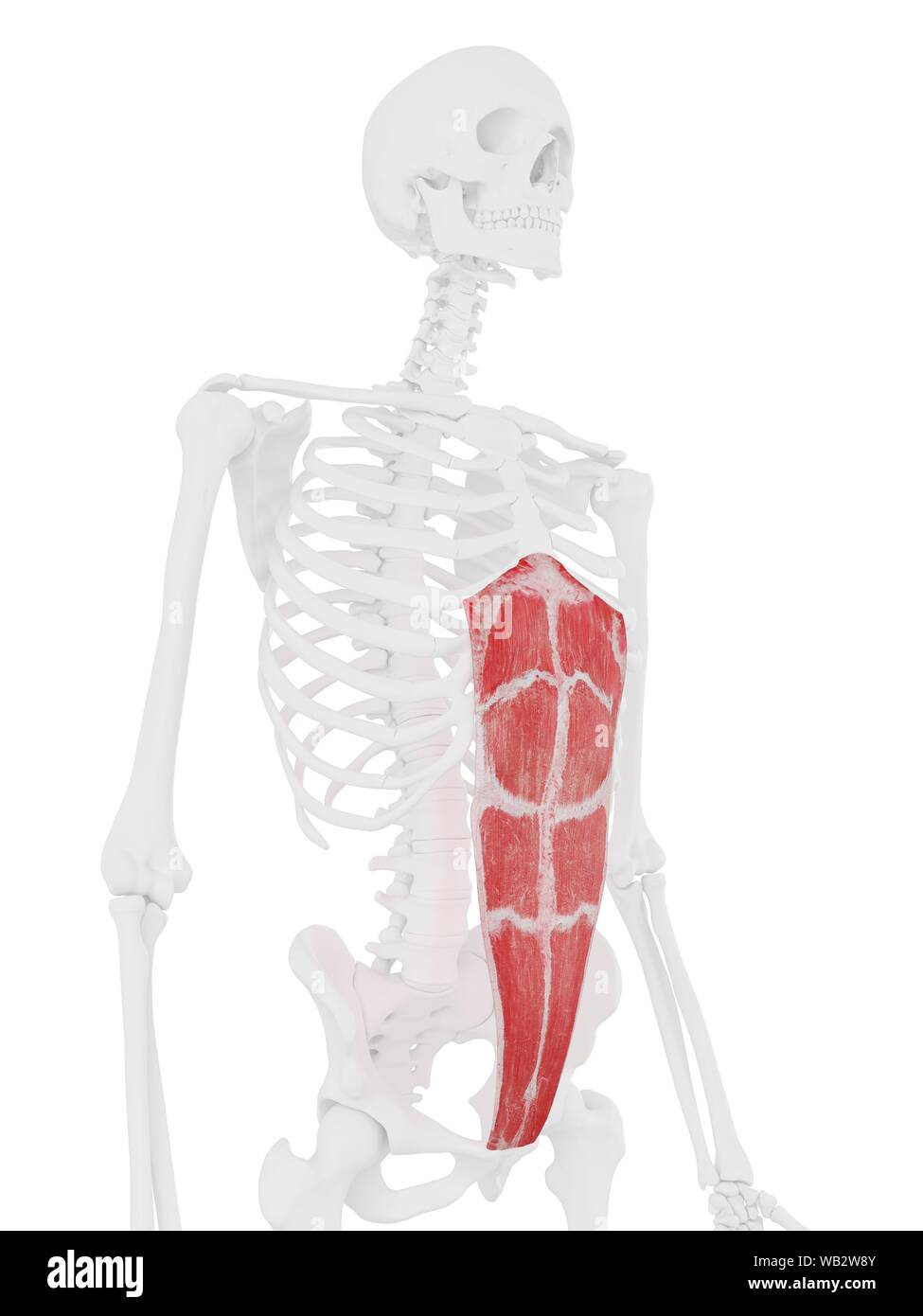 Muscolo retto addominale immagini e fotografie stock ad alta ...