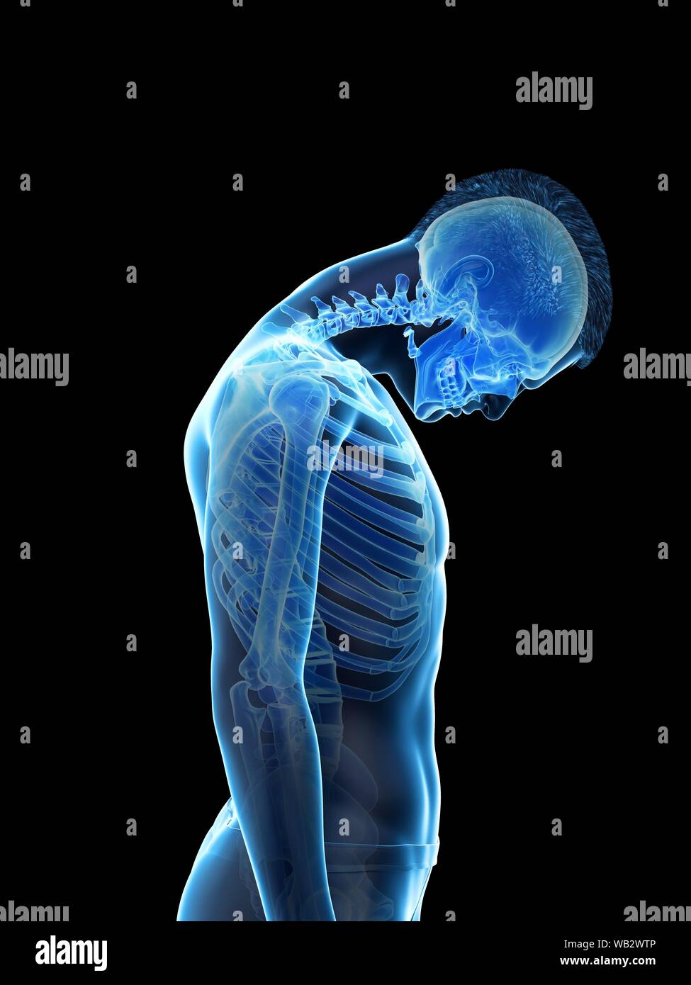 Scheletro del corpo di anatomia articolare umana immagini e fotografie ...