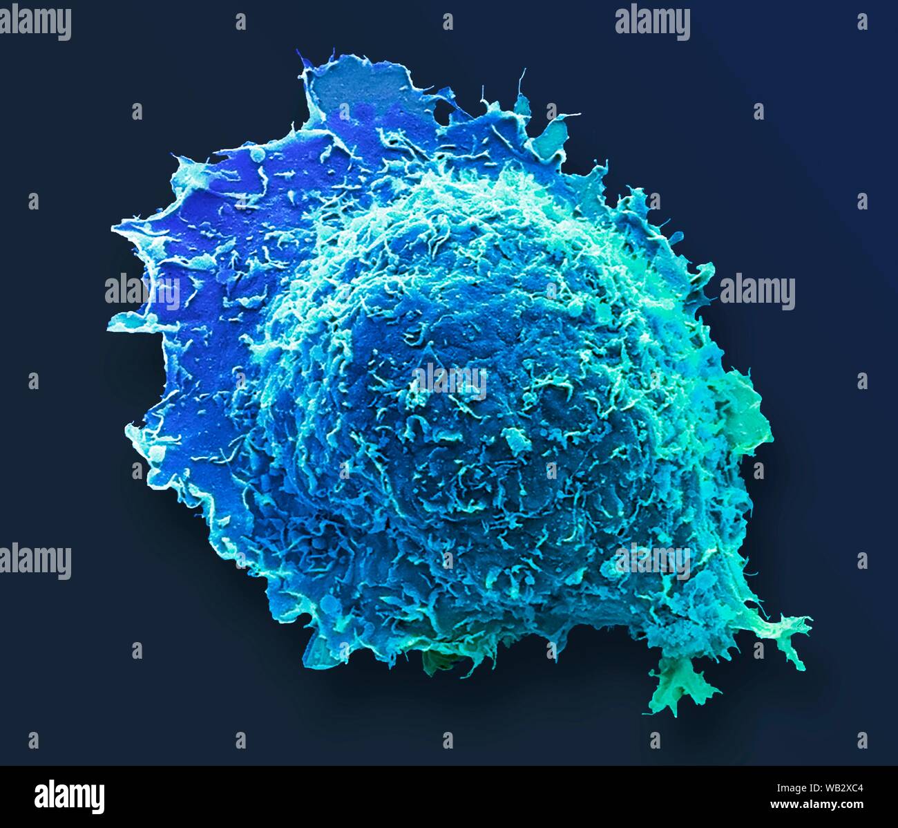 Cellula osteoclasta immagini e fotografie stock ad alta risoluzione - Alamy