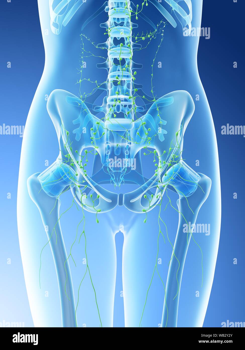 Linfonodi addominali immagini e fotografie stock ad alta risoluzione ...