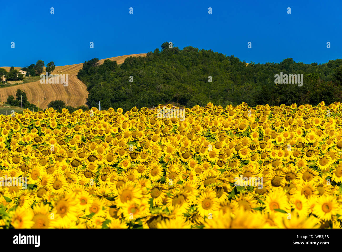Girasoli Girasoli Girasoli Campo Di Girasoli Immagini e Fotos Stock - Alamy