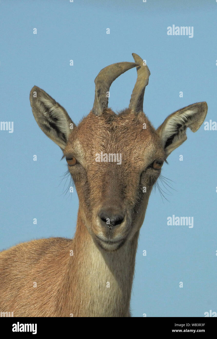 Specie di capra di grandi dimensioni immagini e fotografie stock ad ...