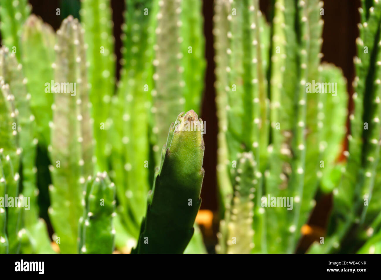 Pianta xeriscaping immagini e fotografie stock ad alta risoluzione - Alamy