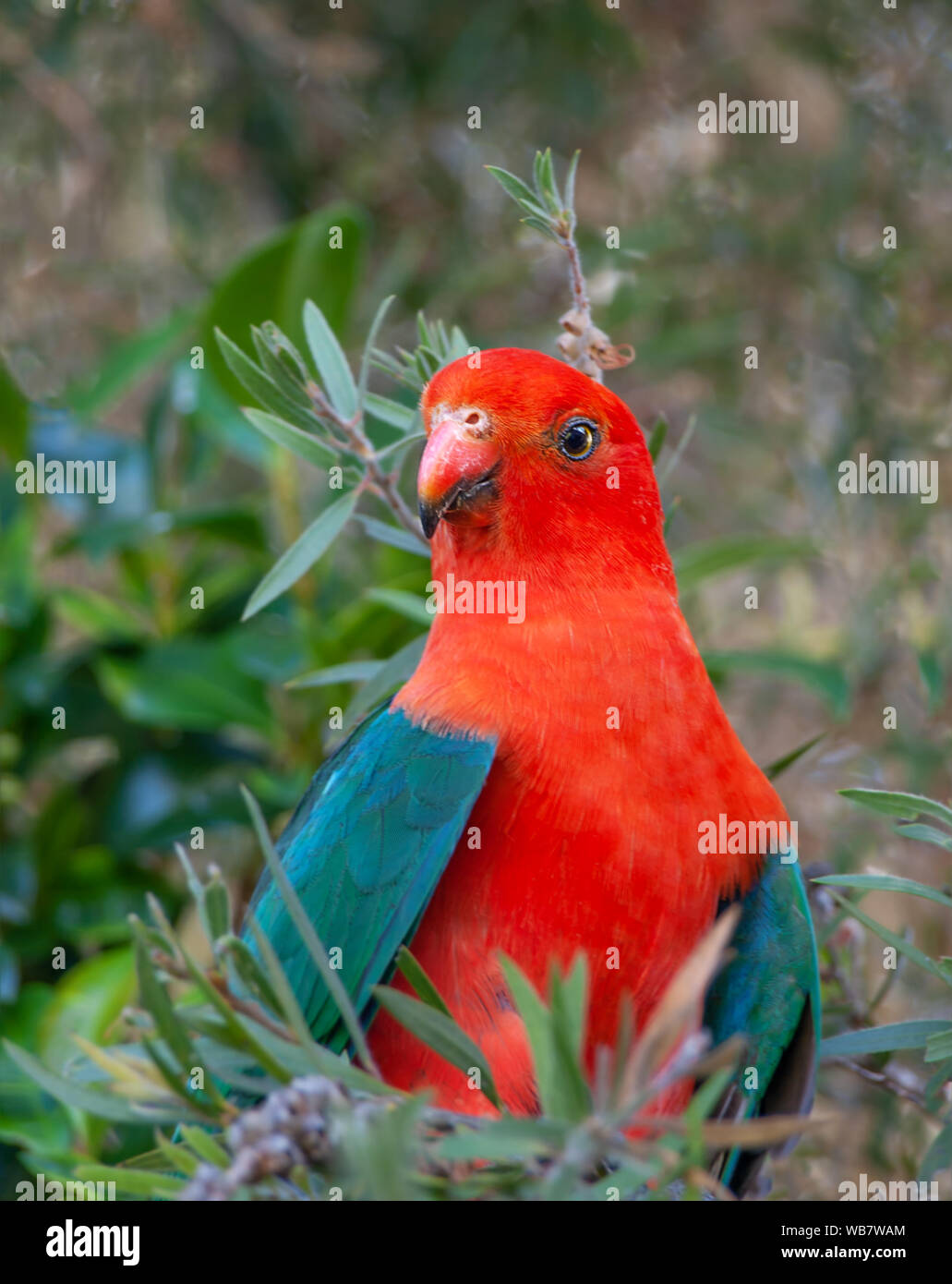 Pappagallo australiano immagini e fotografie stock ad alta risoluzione ...