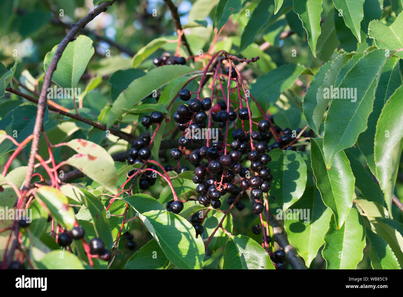 Ramoscello con maturo immagini e fotografie stock ad alta risoluzione ...