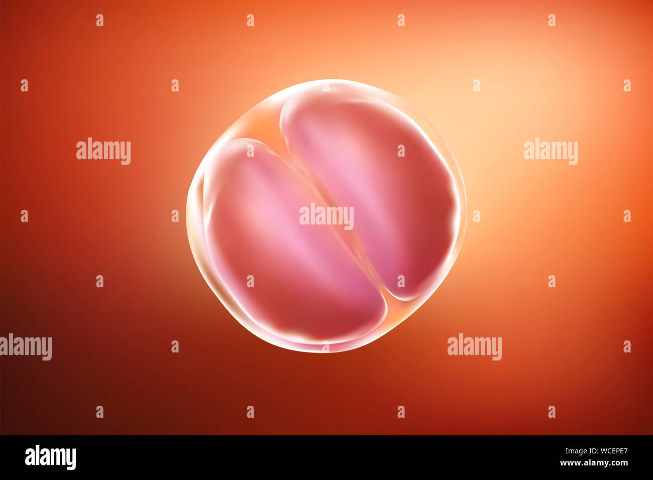 Grembo Di Bambino Immagini e Fotos Stock - Alamy