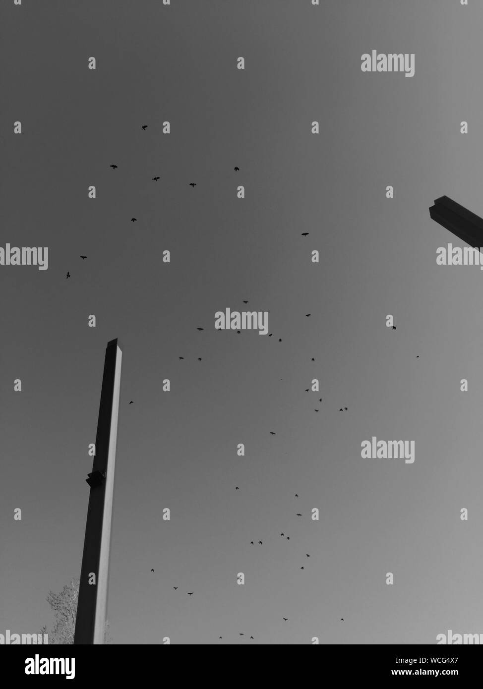 Sagome di uccelli che volano immagini e fotografie stock ad alta ...