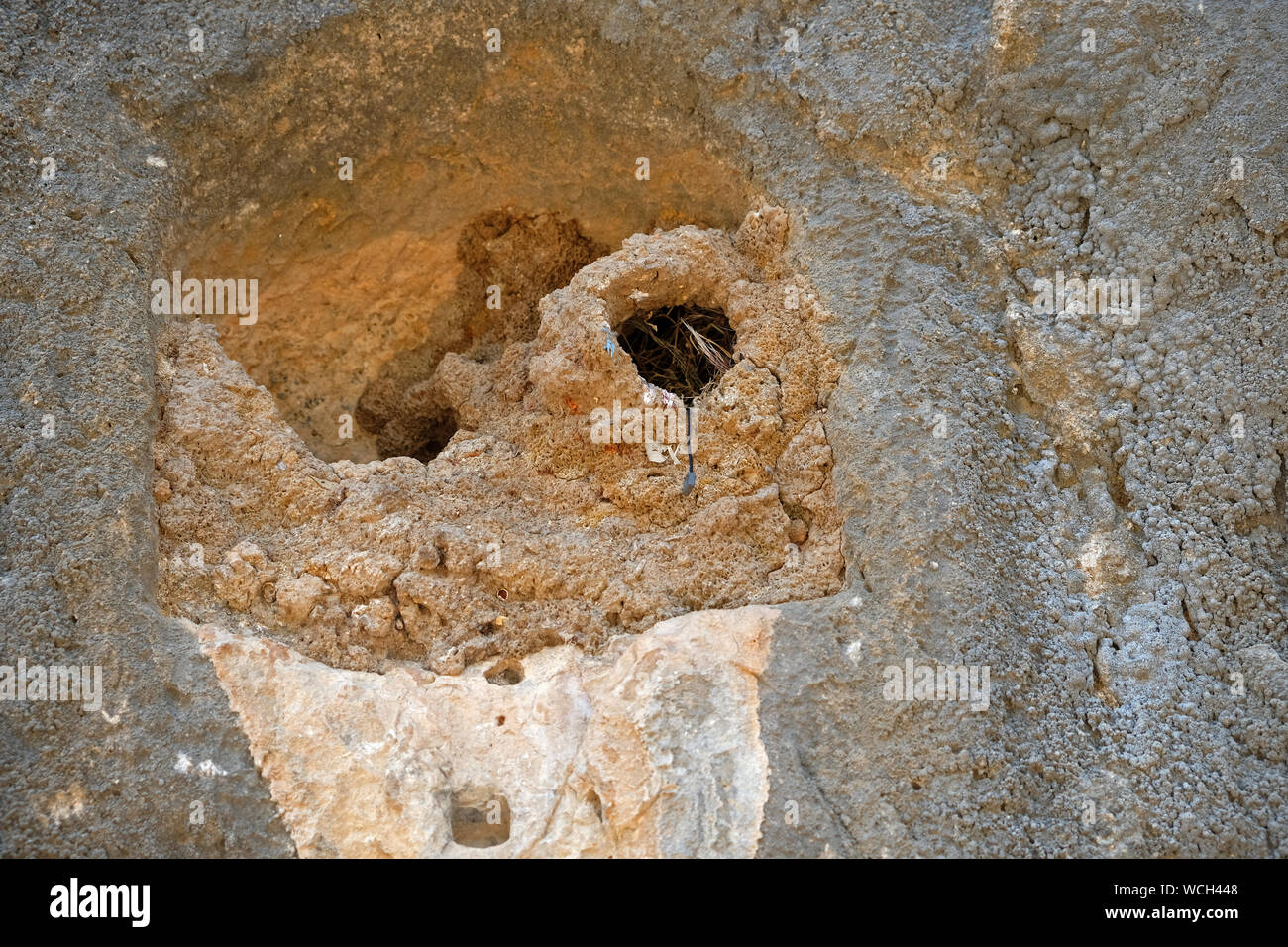 Nidi Di Rondine Immagini e Fotos Stock - Alamy