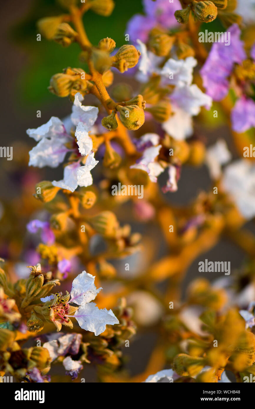 Lagerstroemia lagerstroemia indica immagini e fotografie stock ad alta ...