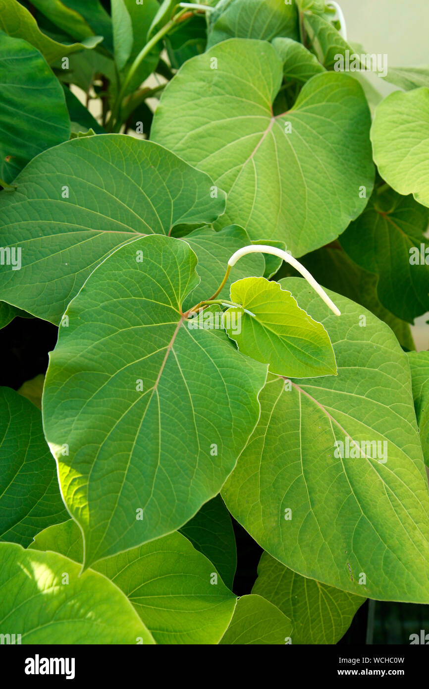 Hoja santa immagini e fotografie stock ad alta risoluzione - Alamy