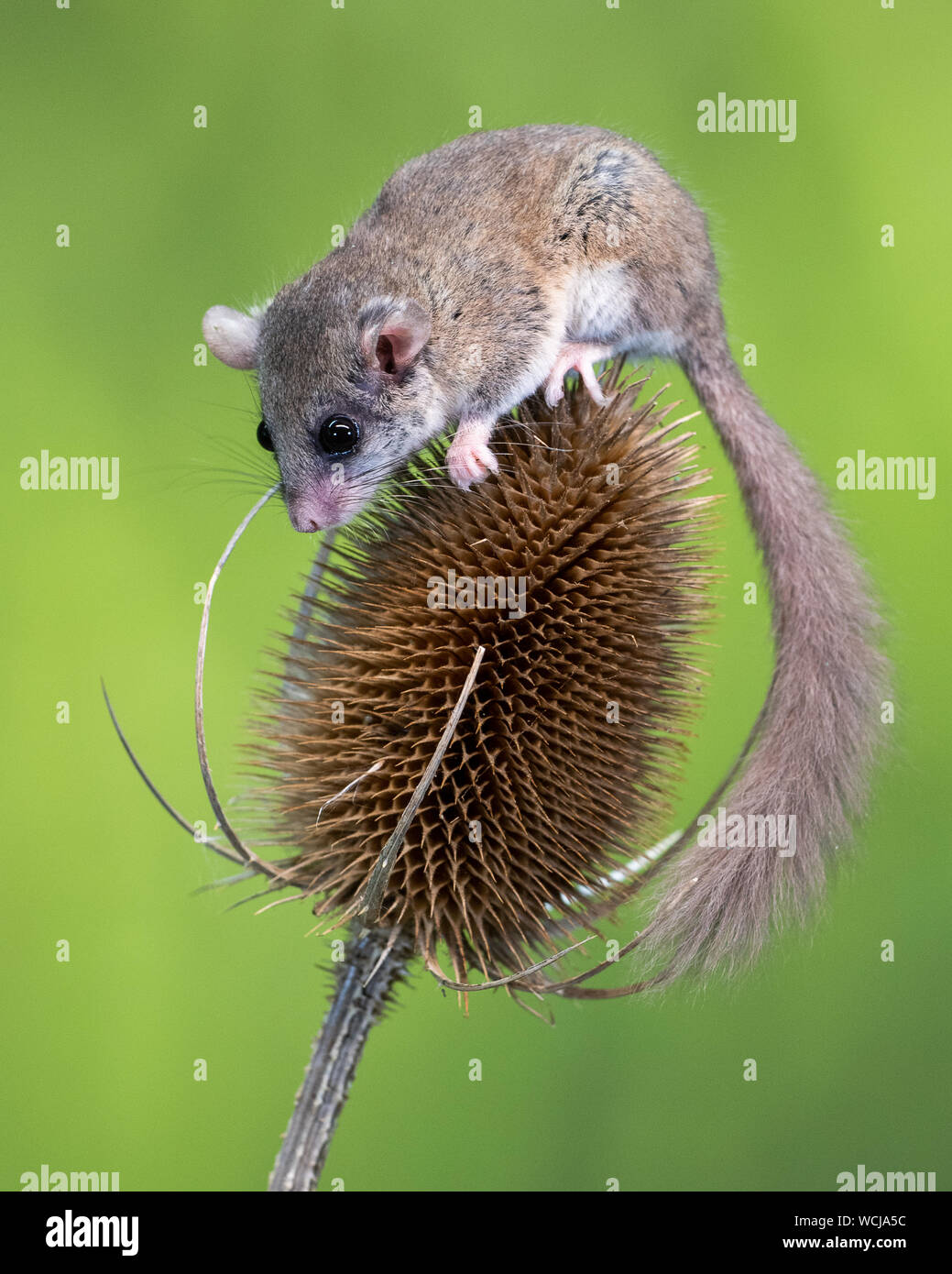 Ghiro commestibile glis glis immagini e fotografie stock ad alta ...