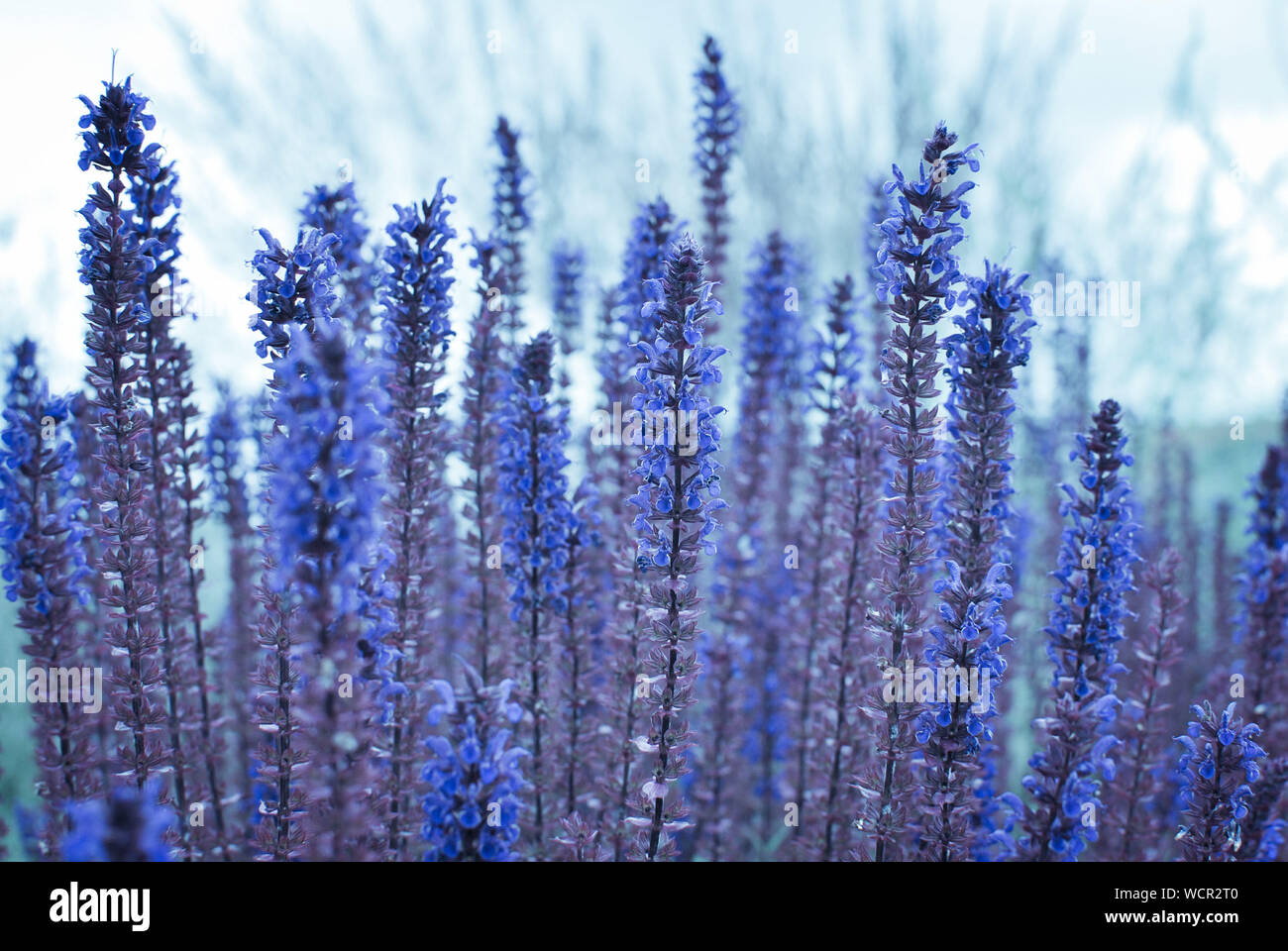 Viola tree immagini e fotografie stock ad alta risoluzione - Alamy