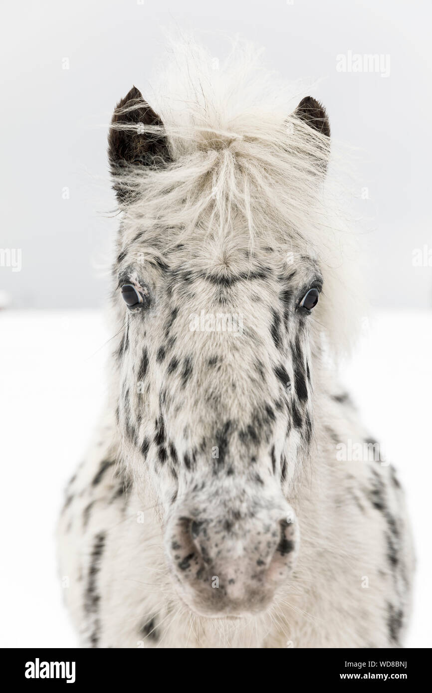 Cavallo bianco con macchie nere immagini e fotografie stock ad alta ...