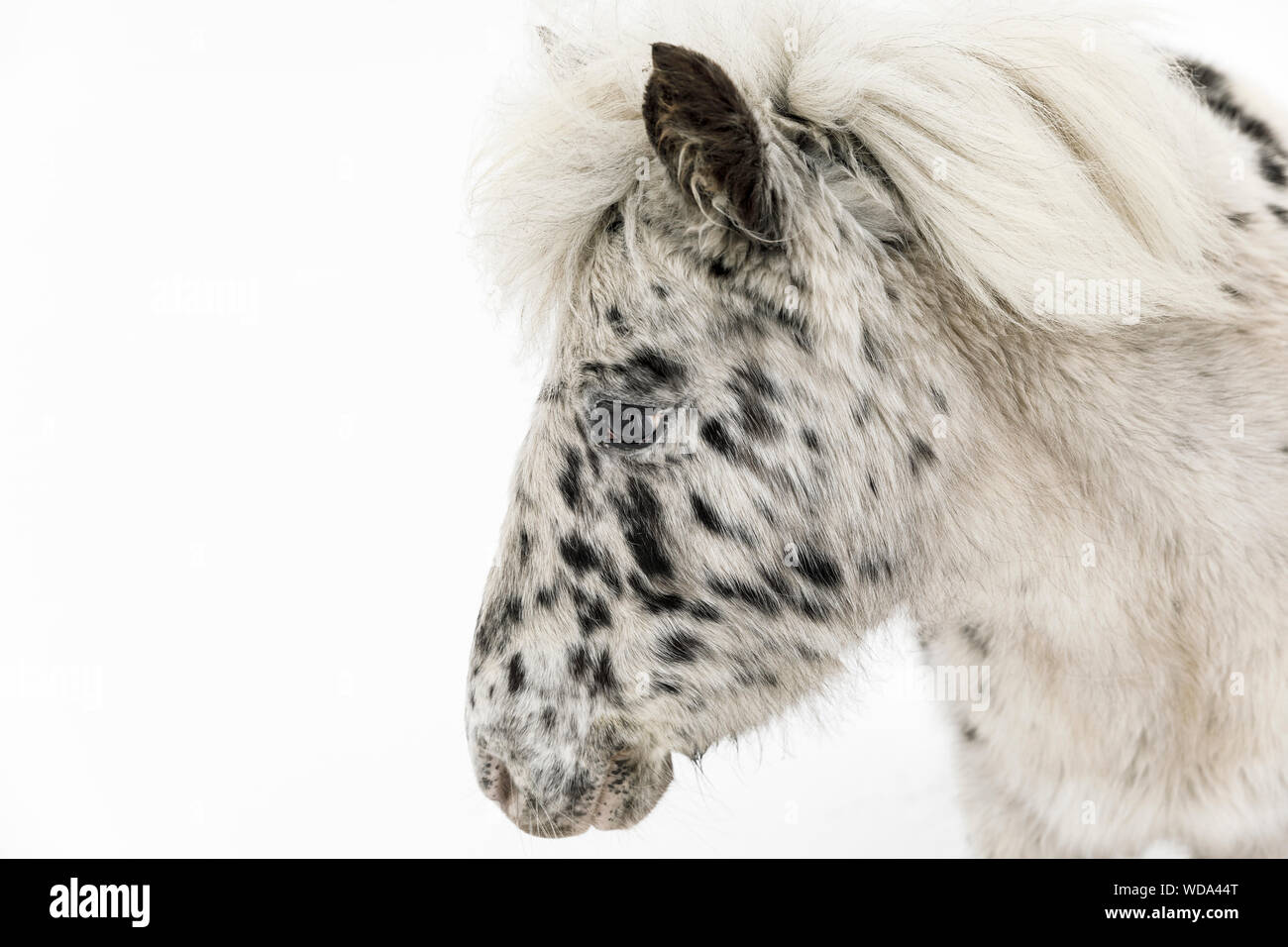 Cavallo bianco con macchie immagini e fotografie stock ad alta ...