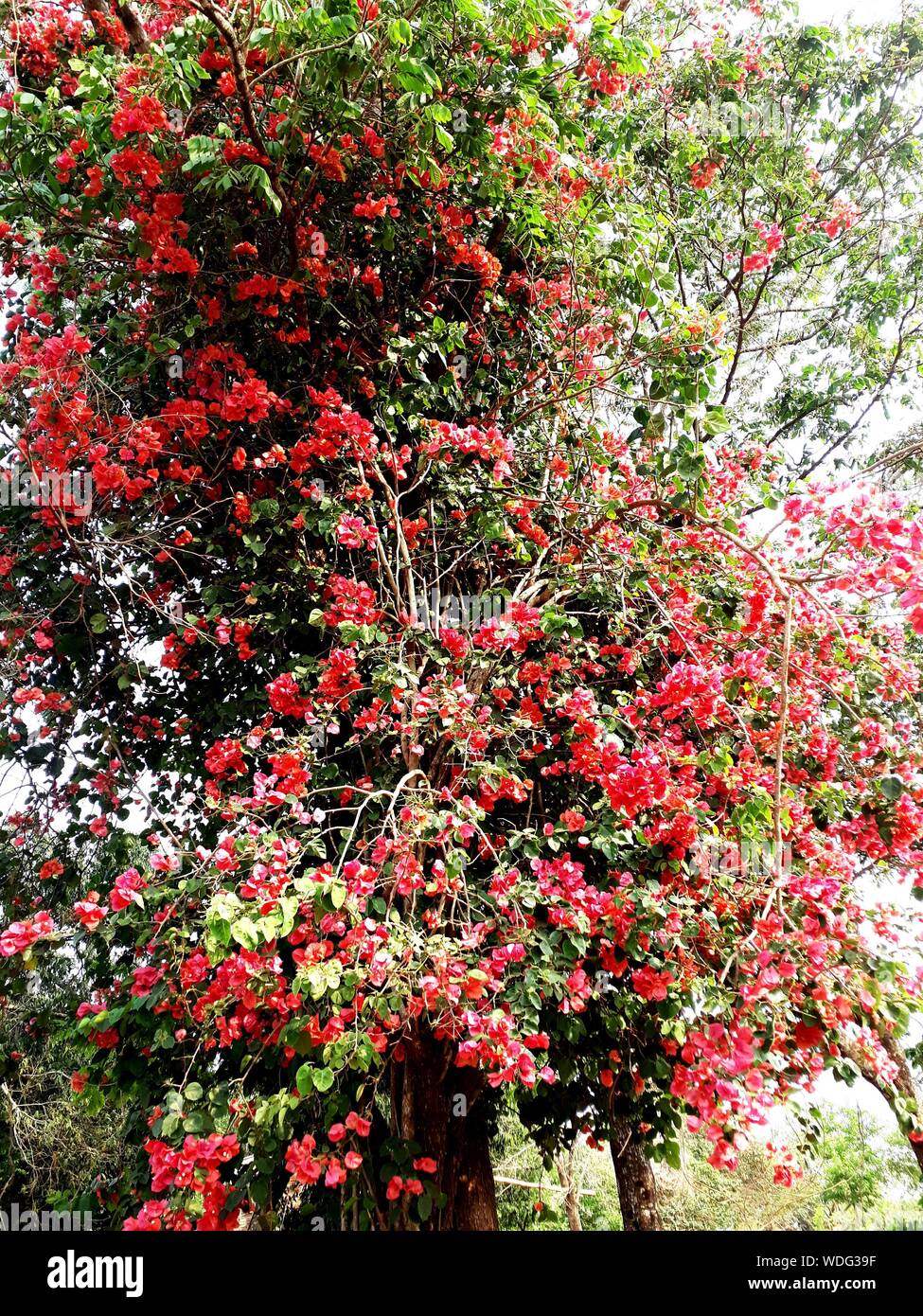 Albero di fiori rossi immagini e fotografie stock ad alta risoluzione ...