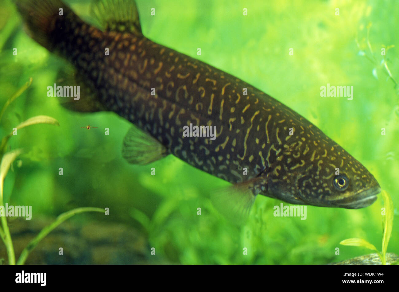 Specie di pesci non comuni immagini e fotografie stock ad alta ...