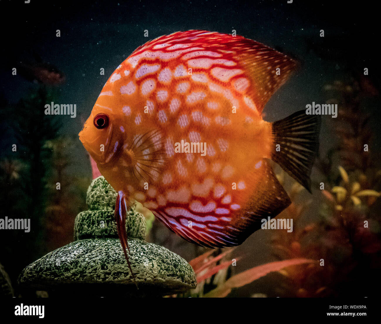 Pesce arancione discus immagini e fotografie stock ad alta risoluzione ...