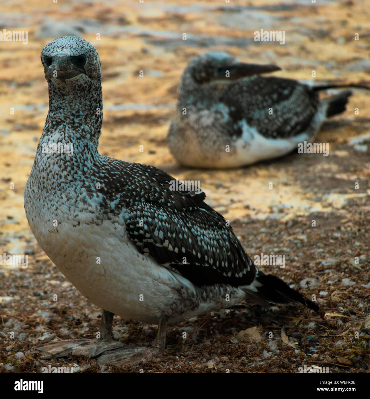 Fauna selvatica animali immagini e fotografie stock ad alta risoluzione ...