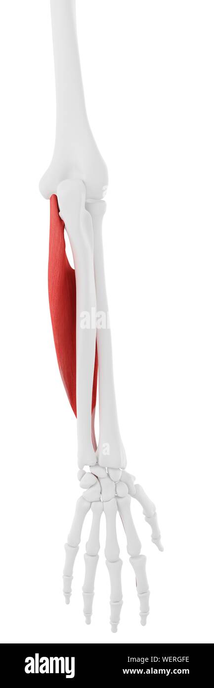 Muscolo flessore superficiale del dimero immagini e fotografie stock ad ...