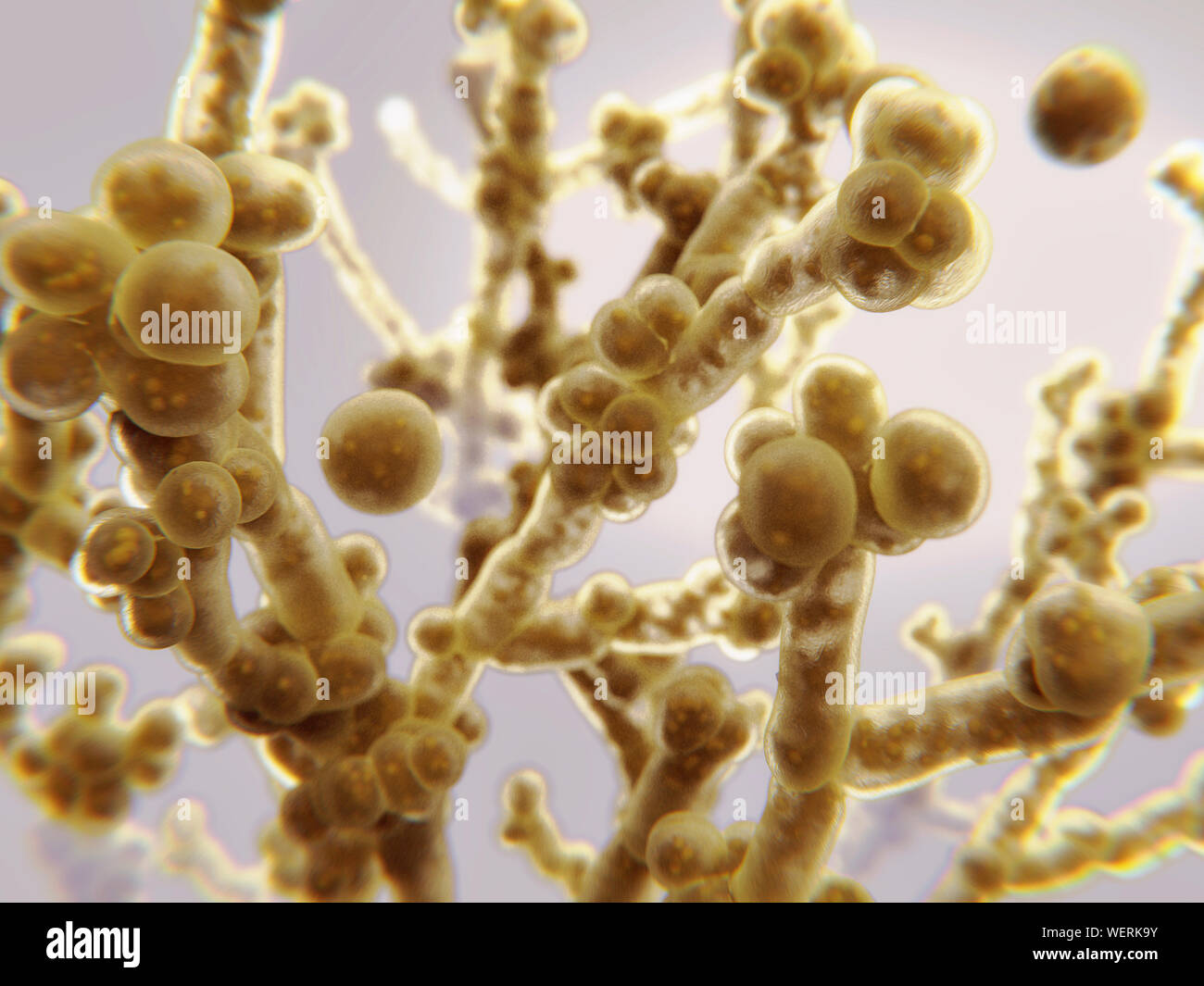 Fungo candida immagini e fotografie stock ad alta risoluzione - Alamy