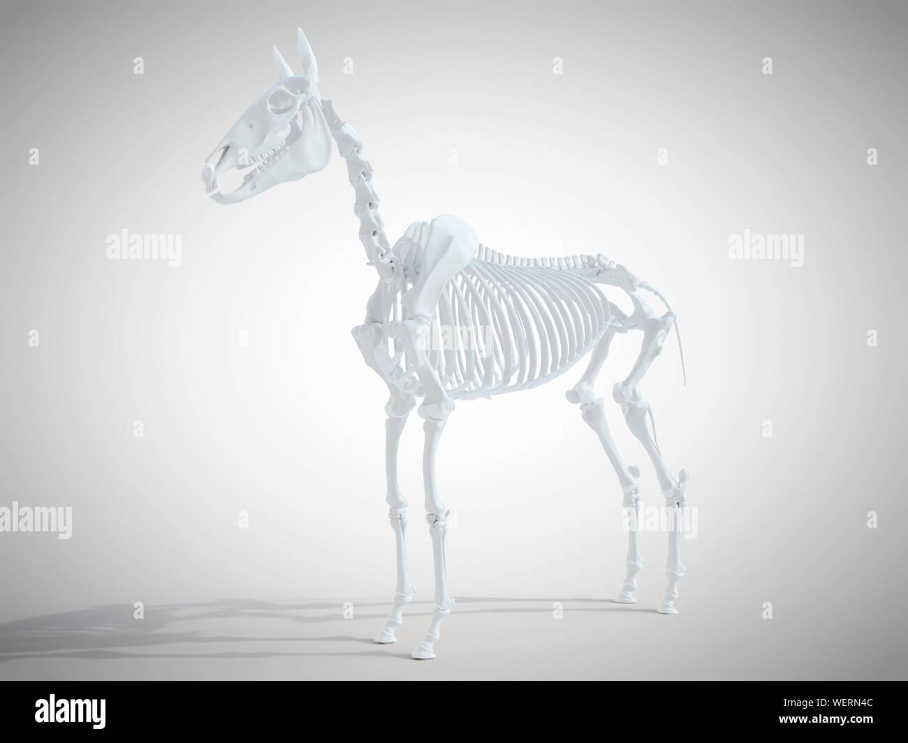 Anatomia degli animali scheletro immagini e fotografie stock ad alta ...
