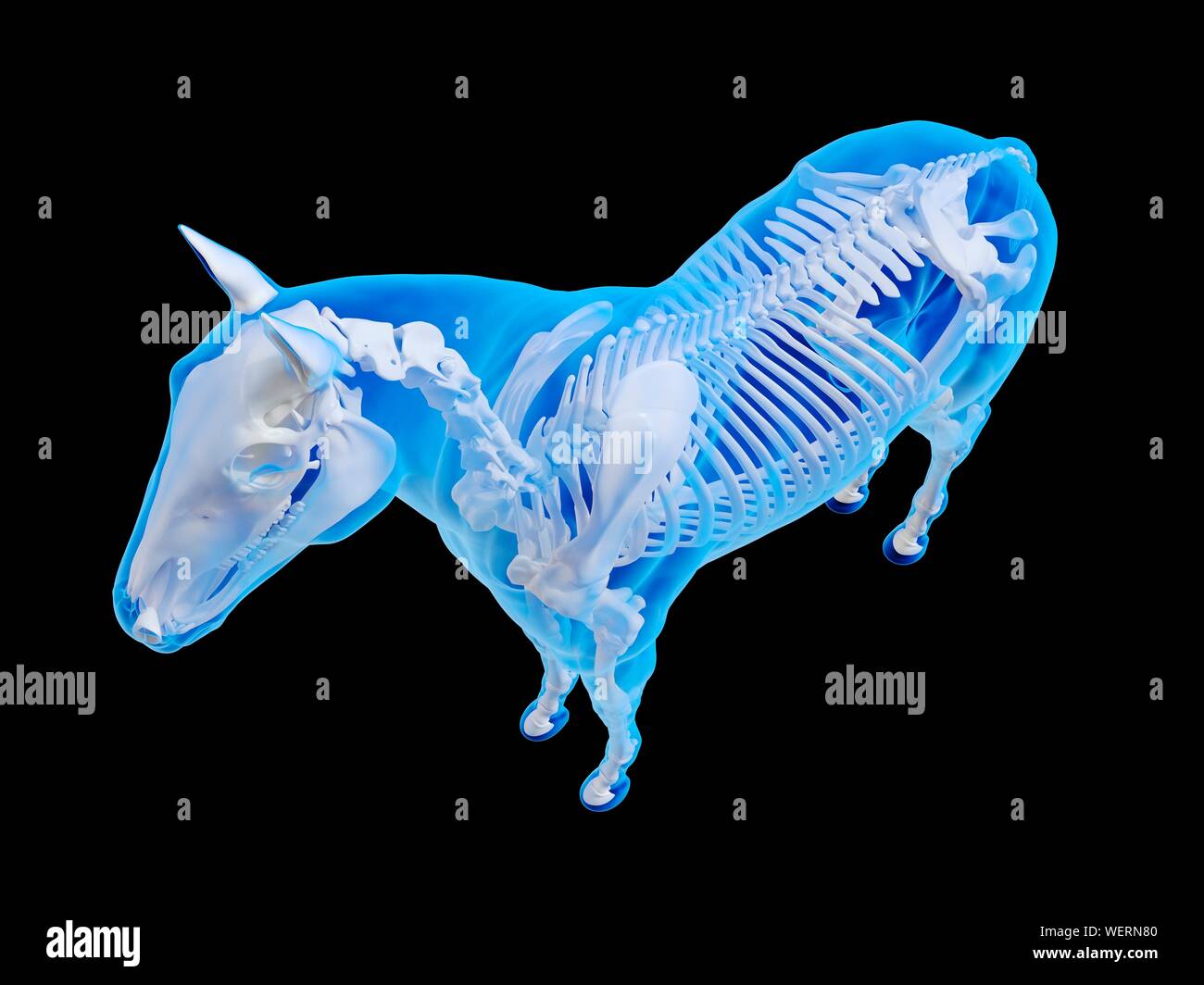 Anatomia degli animali scheletro immagini e fotografie stock ad alta ...