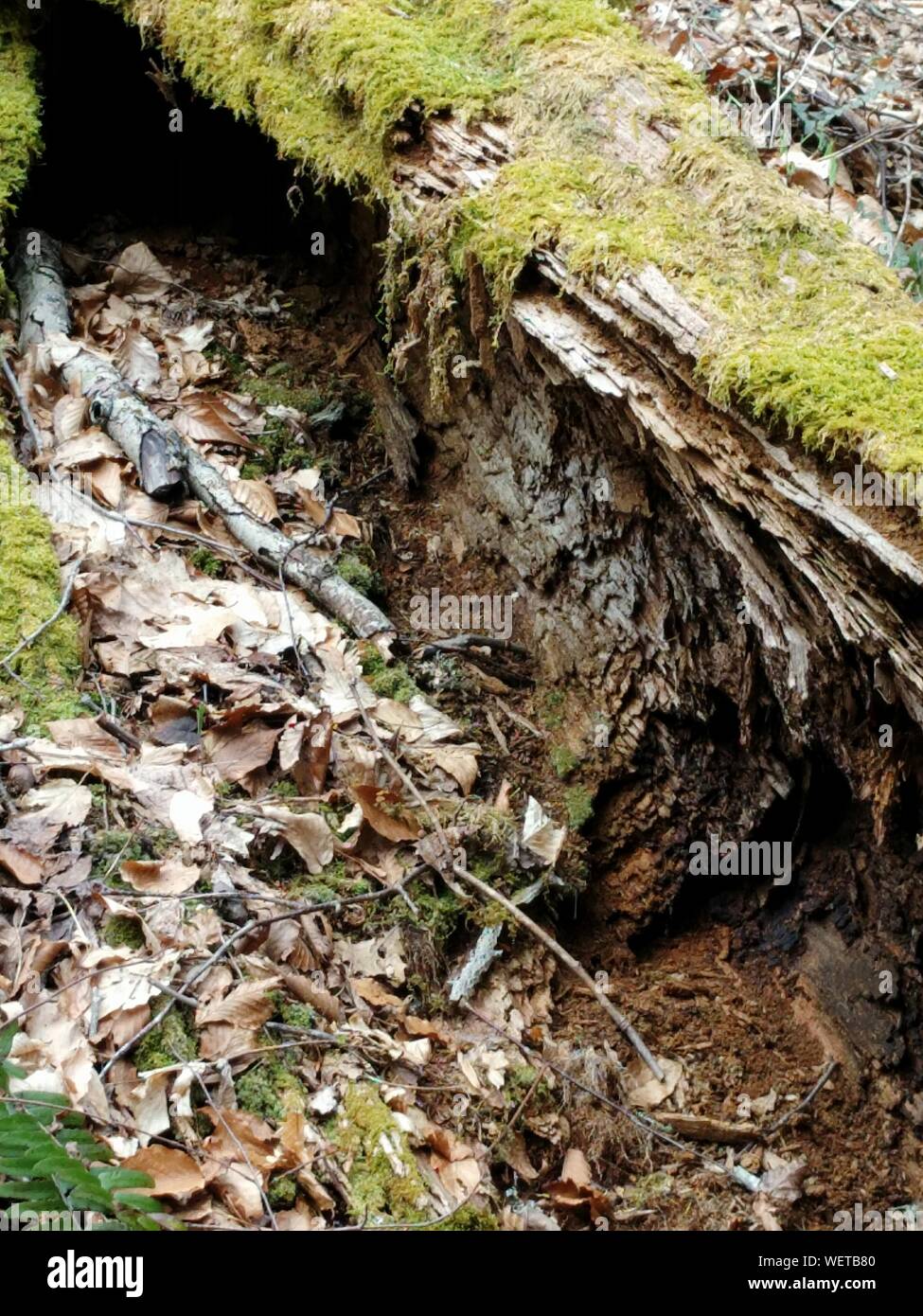 Foglie nell'albero immagini e fotografie stock ad alta risoluzione - Alamy