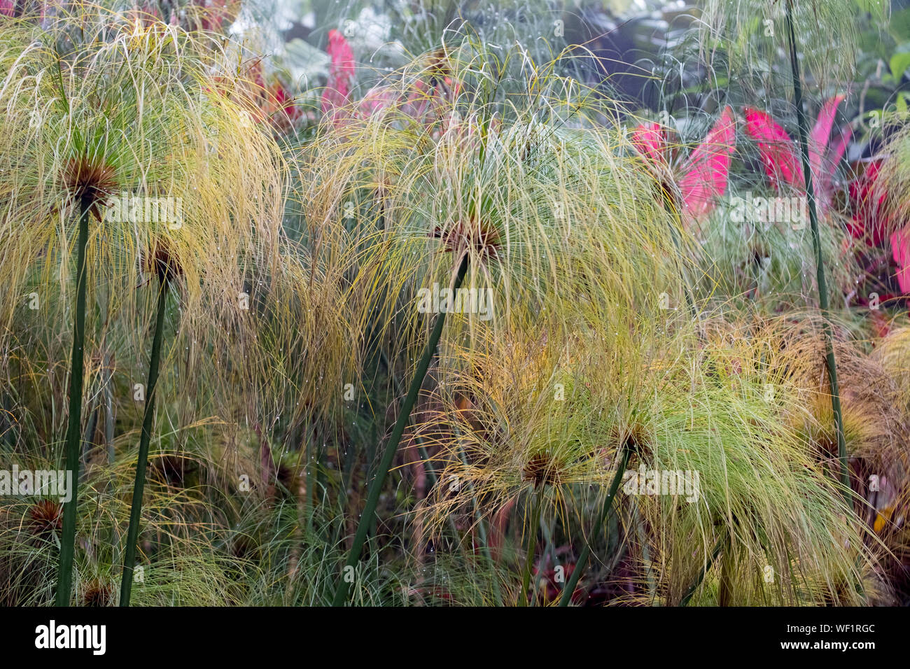 Papiro selvatico immagini e fotografie stock ad alta risoluzione - Alamy