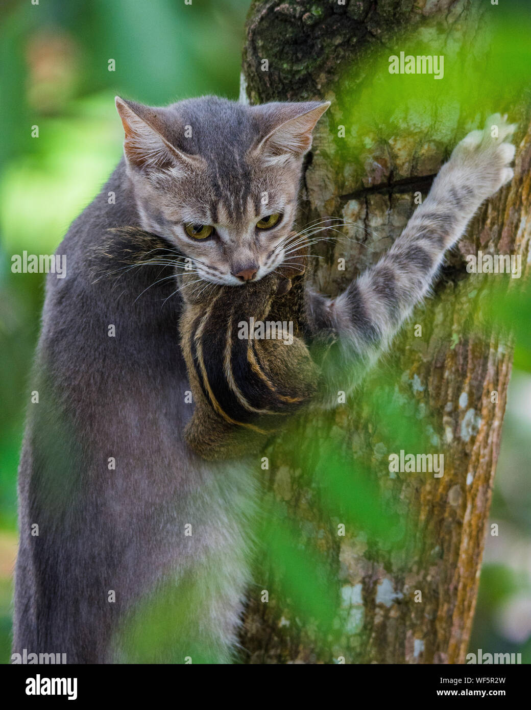Gatto domestico predatore cacciatore immagini e fotografie stock ad ...