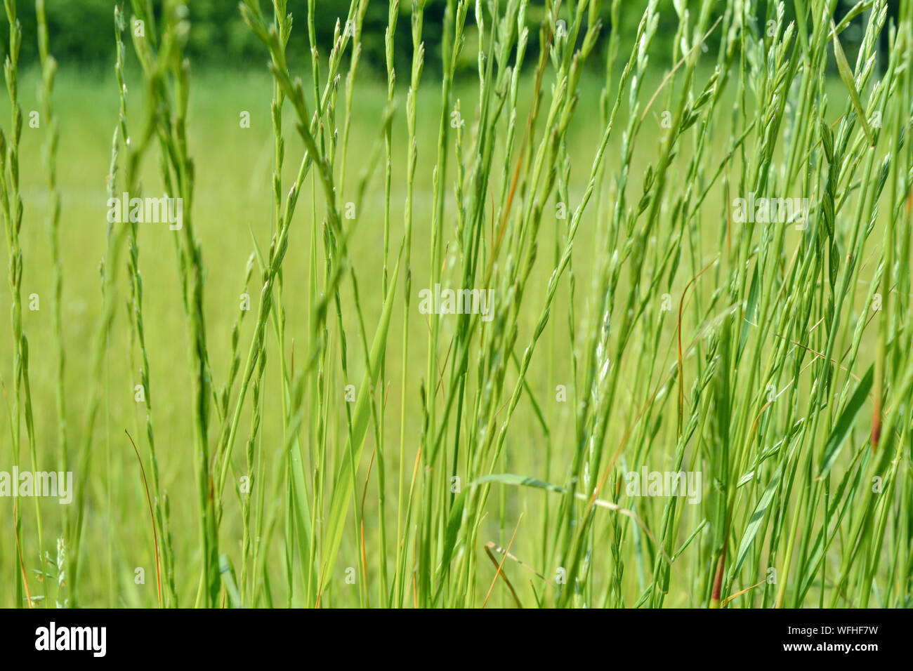 Campo di prato con erba selvatica al giorno d'estate e di sole. Messa a ...