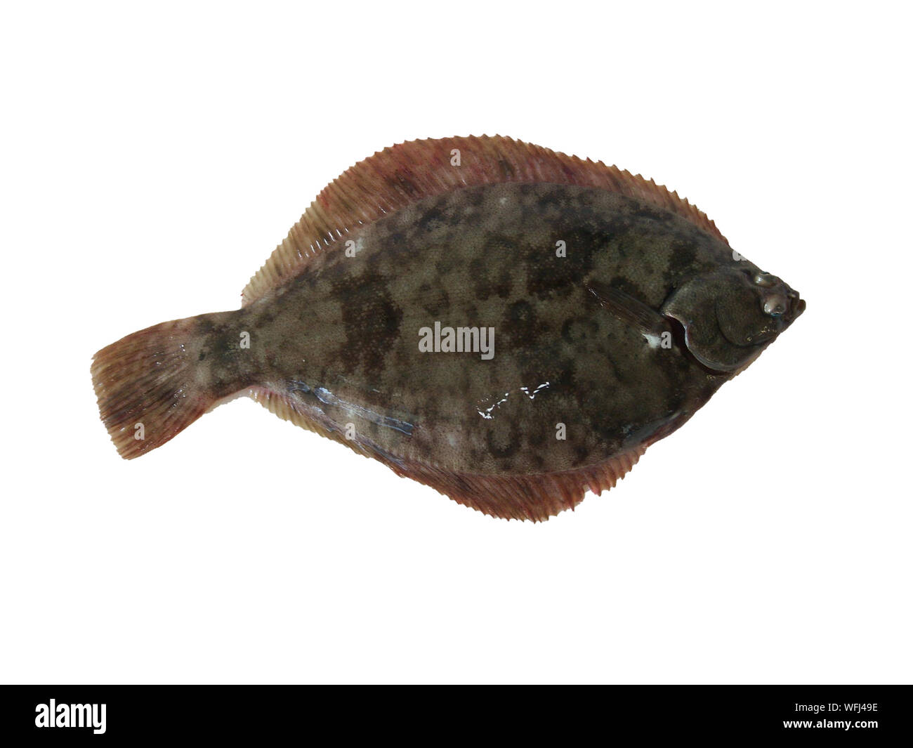 Pesce della passera di mare isolato immagini e fotografie stock ad alta ...