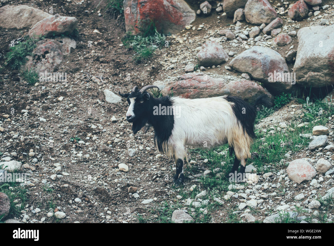 Capra di montagna in montagna immagini e fotografie stock ad alta ...