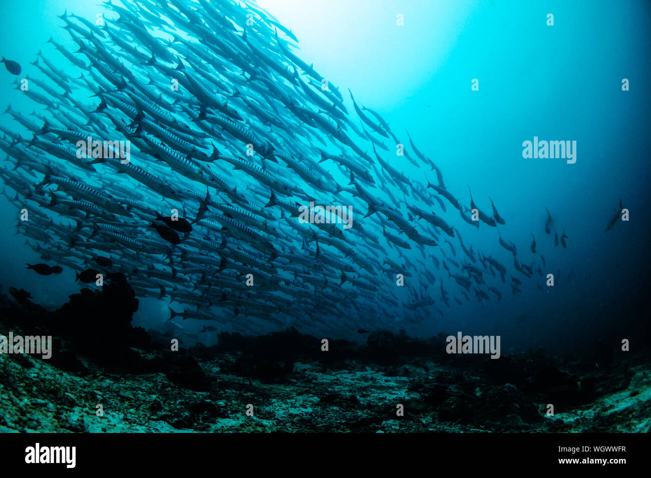 Scoperta del pesce di mare immagini e fotografie stock ad alta ...