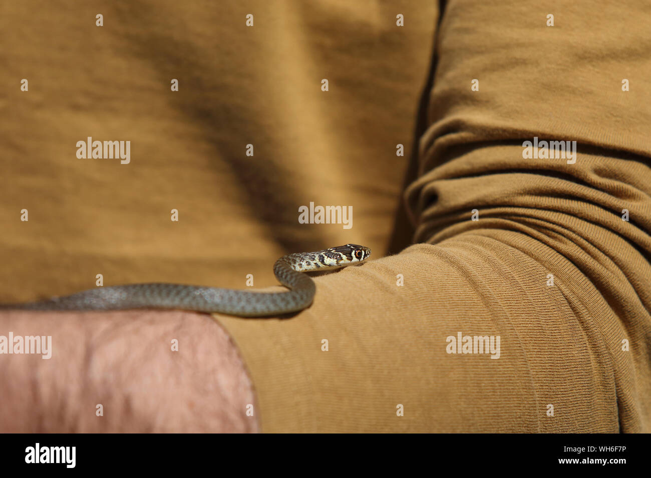 Serpente a strisce nere immagini e fotografie stock ad alta risoluzione ...