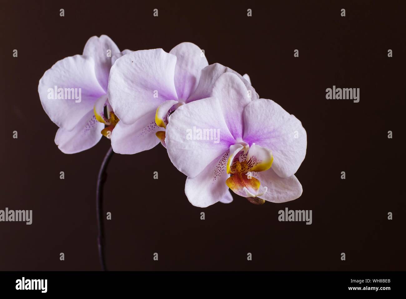Orchidee marroni immagini e fotografie stock ad alta risoluzione - Alamy