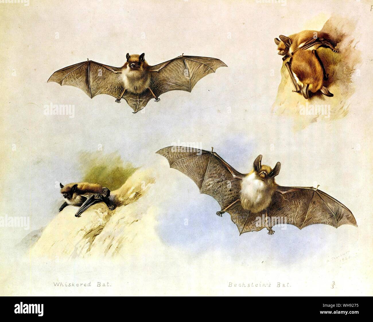 Natterers bat immagini e fotografie stock ad alta risoluzione - Alamy