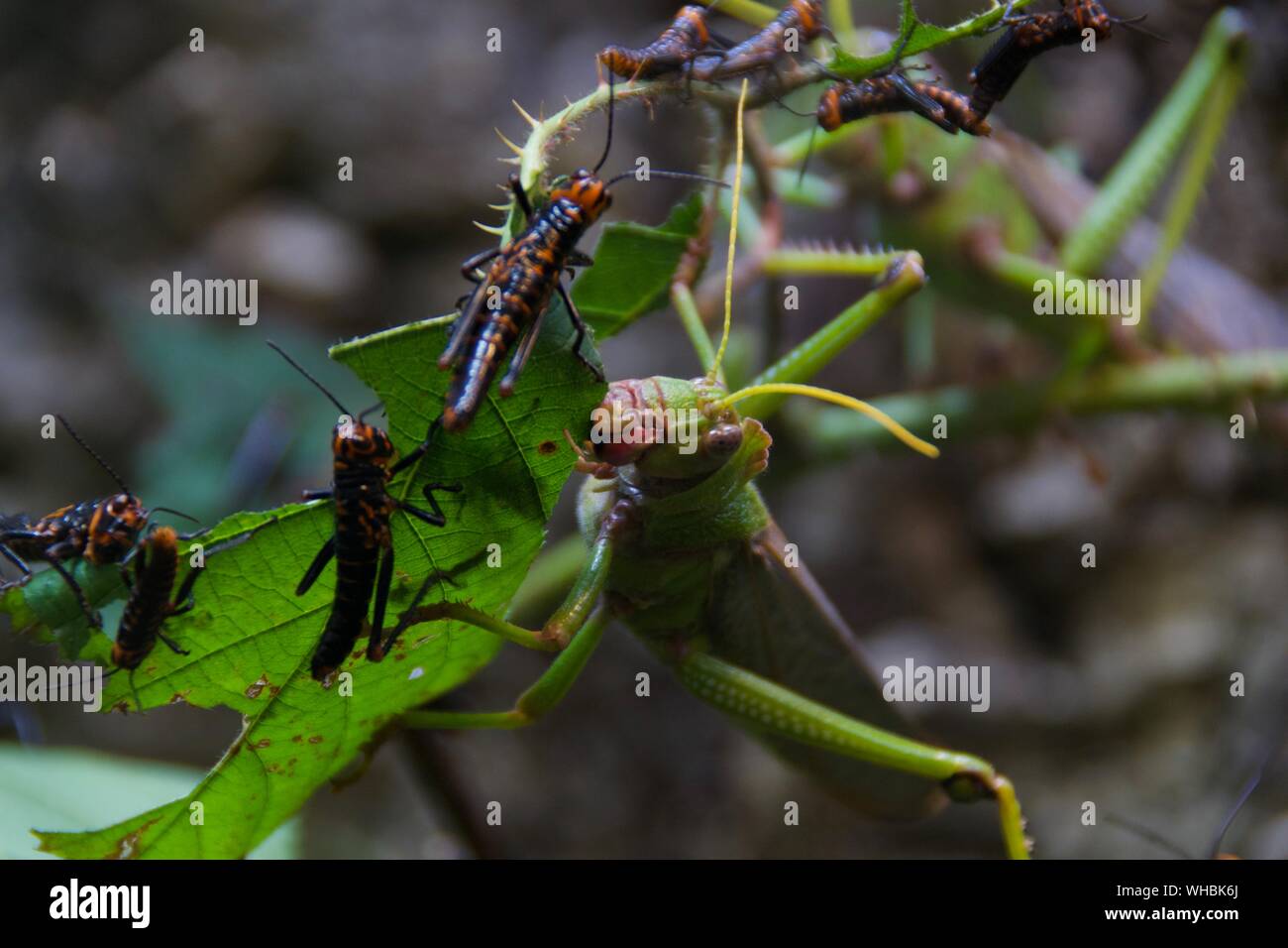 Insetti mangiatori di piante immagini e fotografie stock ad alta ...