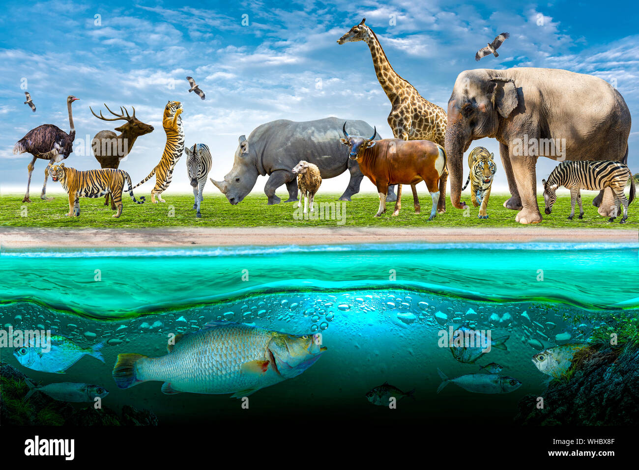 Fauna selvatica animali immagini e fotografie stock ad alta risoluzione ...