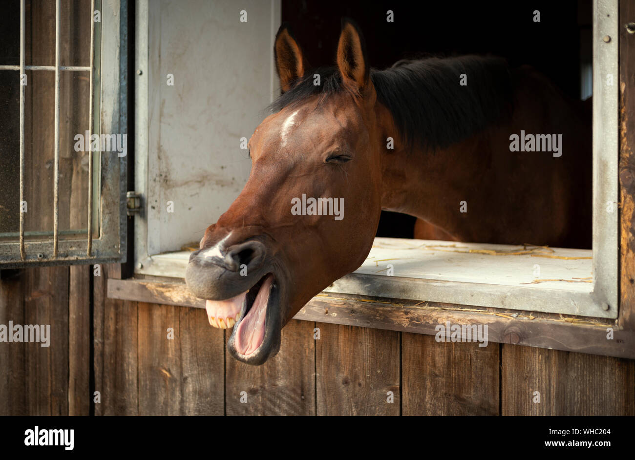 Cavallo che ride immagini e fotografie stock ad alta risoluzione - Alamy