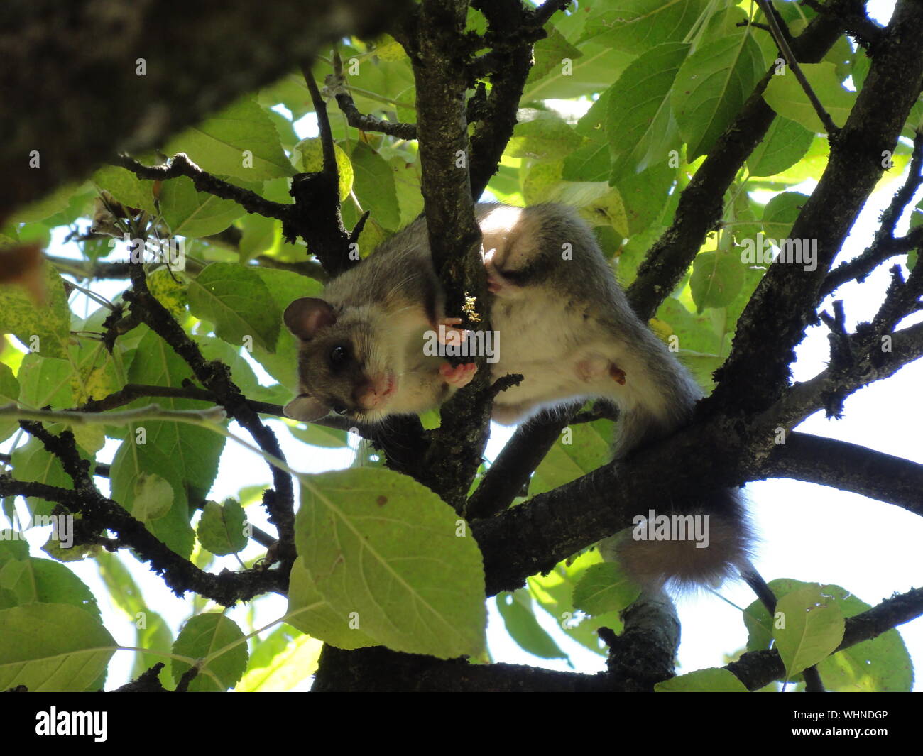 Ghiro Commestibile Immagini e Fotos Stock - Alamy